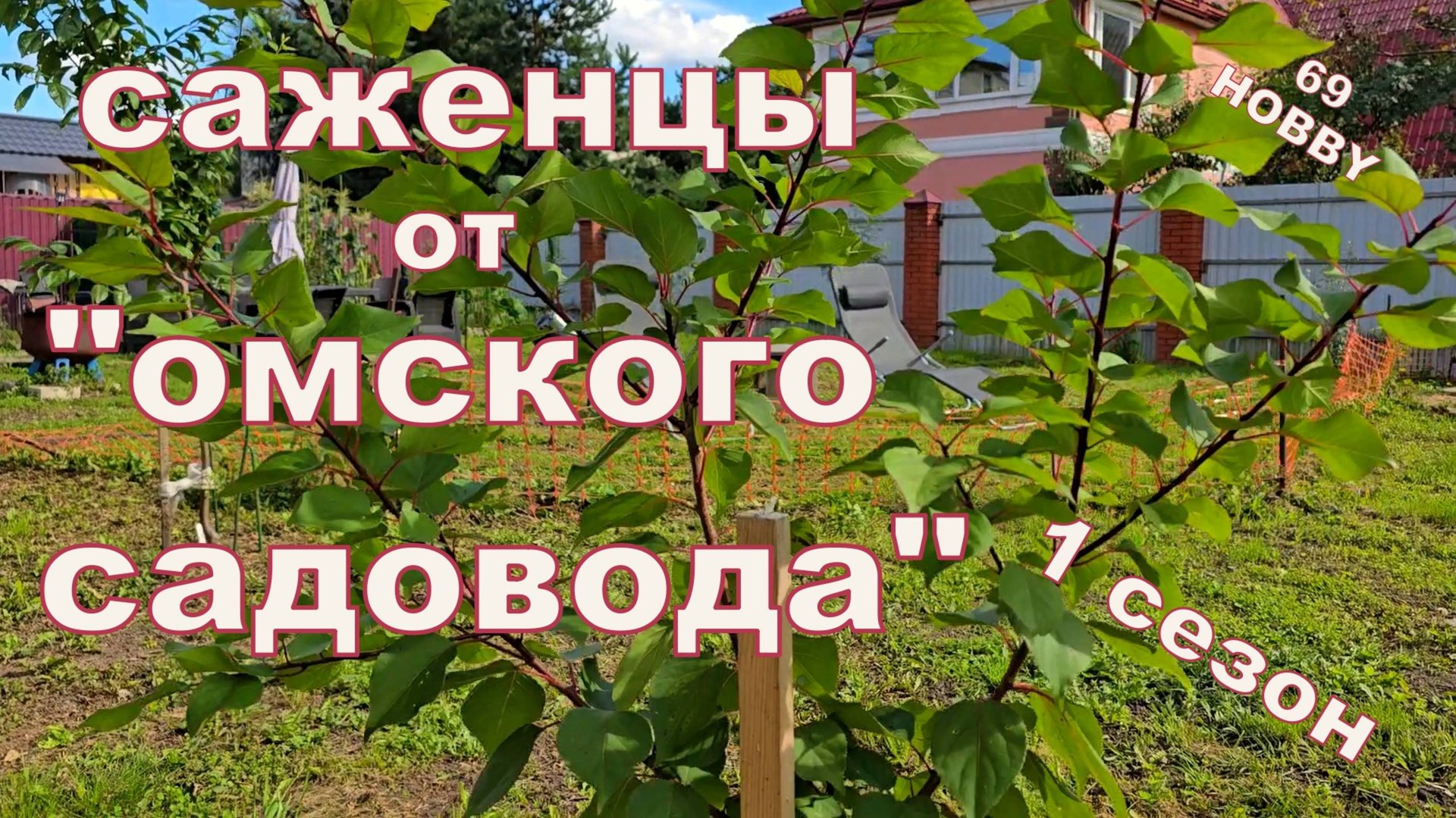 Обзор саженцев, посаженных весной, от ОМСКОГО САДОВОДА!