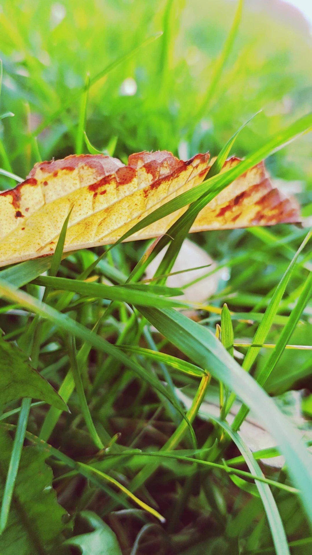 Осень для души песня под гитару