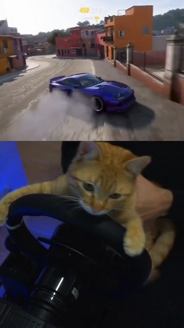 Кото-гонщик