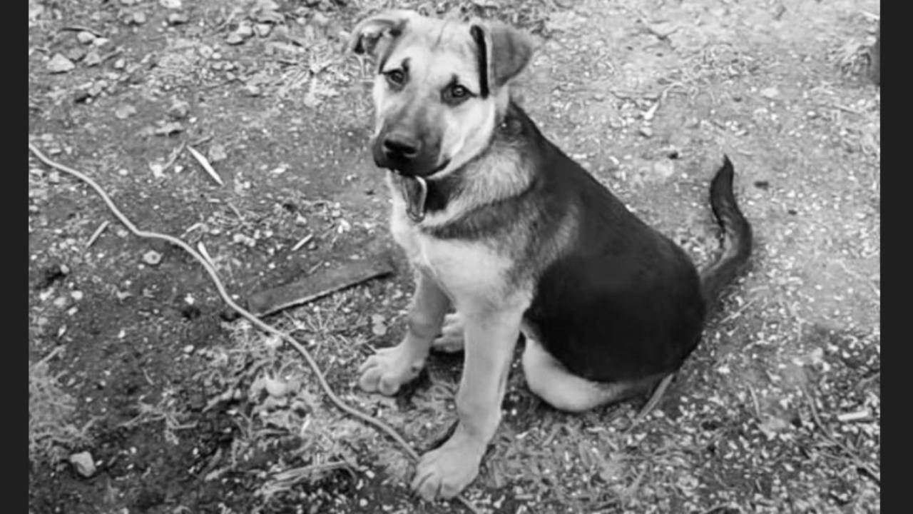 СДЕЛАЛИ БУДКУ ДЖЕКУ НО МАЛЫШ ОТ НАС УШЕЛ НАВСЕГДА... (31 СЕРИЯ)