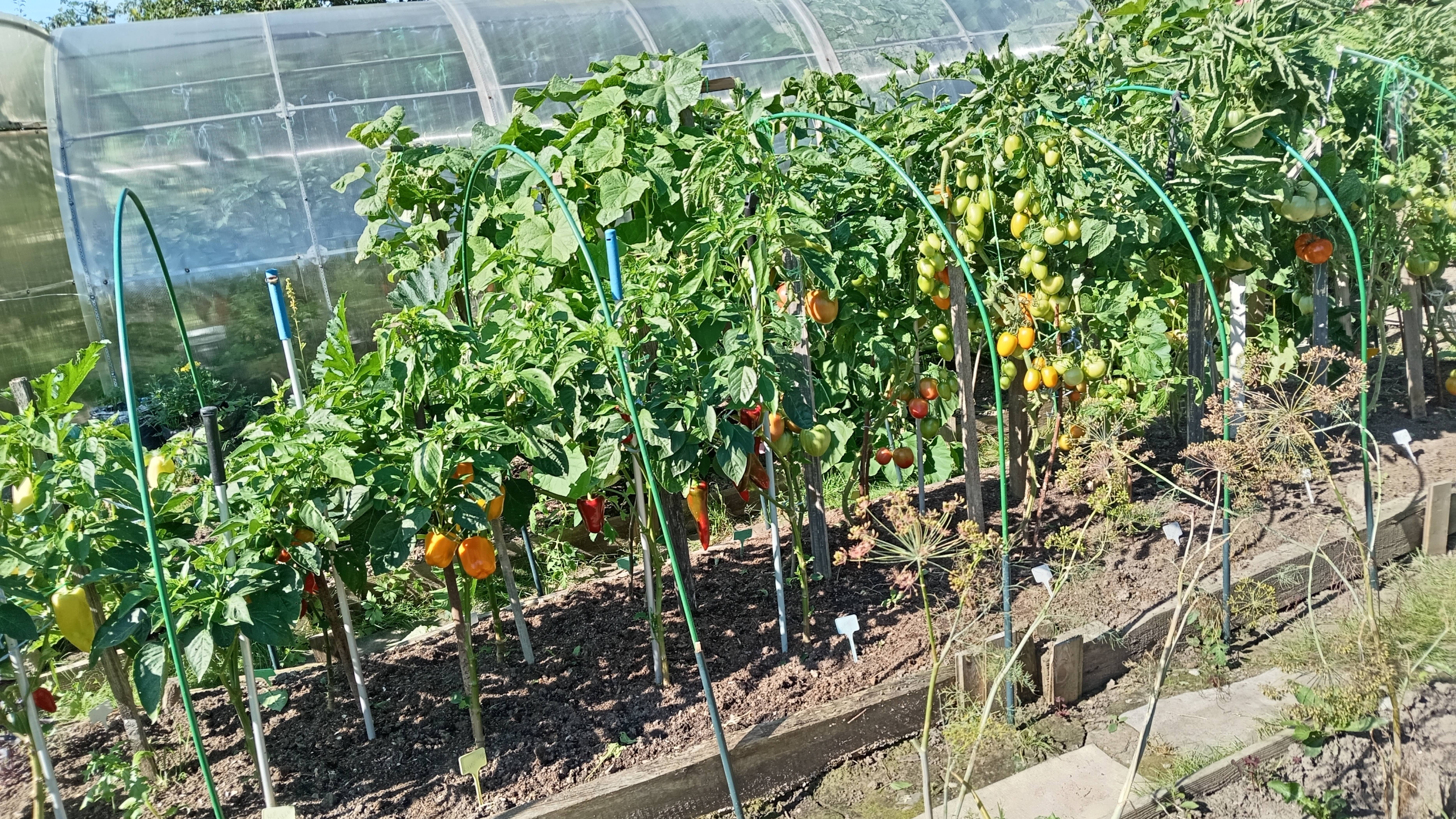 КОРНЕВАЯ СИСТЕМА ПЕРЦЕВ.