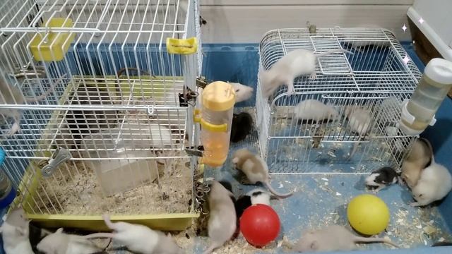 Что будет если у вас 30 крысят и музыка собственного сочинения / Домашние крысы дамбо и стандарт/