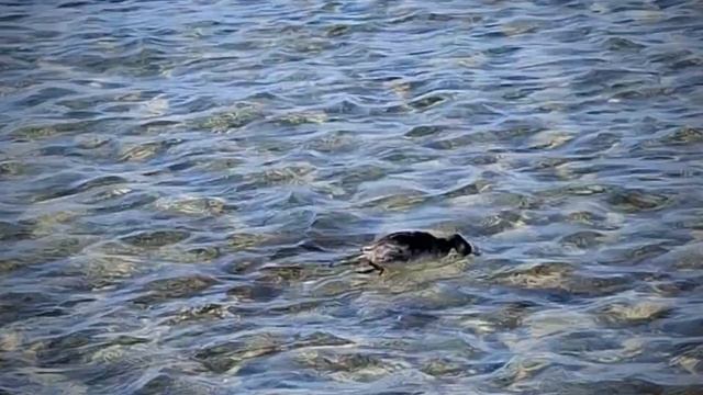 Уточки на море