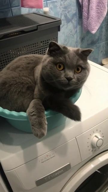 Мой кот маус, оживленная фотография!