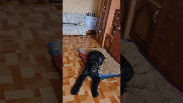 Играем с моей собакой Ризеншнауцером дома.