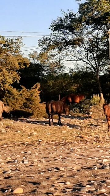 Лошади на закате 🐎☀️