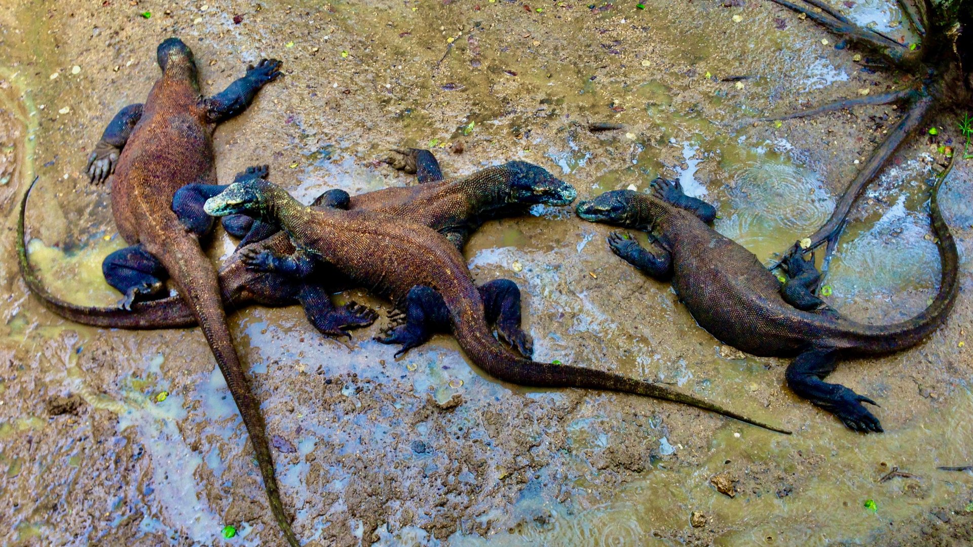 193. Комодо, Флорес и Бали, Индонезия