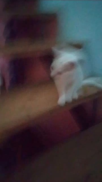 кот скулбой