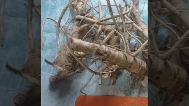 корень хрена