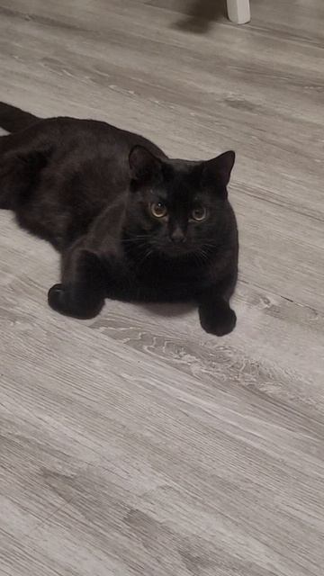 Котик Василий лежит потихоньку #cat #cats #кошка #Коты #catlovers #catvideo #funnycats #Васька