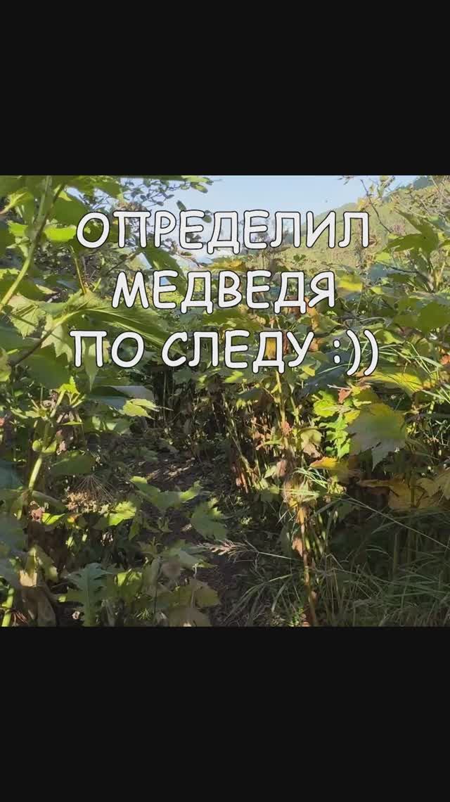 Определил медведя по следу))