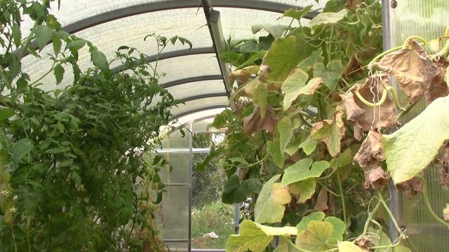 28.09.2025 г. Волгоград. Что сделать в саду в конце сентября и в начале октября