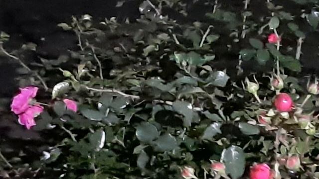 РОЗАМ НЕ СТРАШНЫ МОРОЗЫ