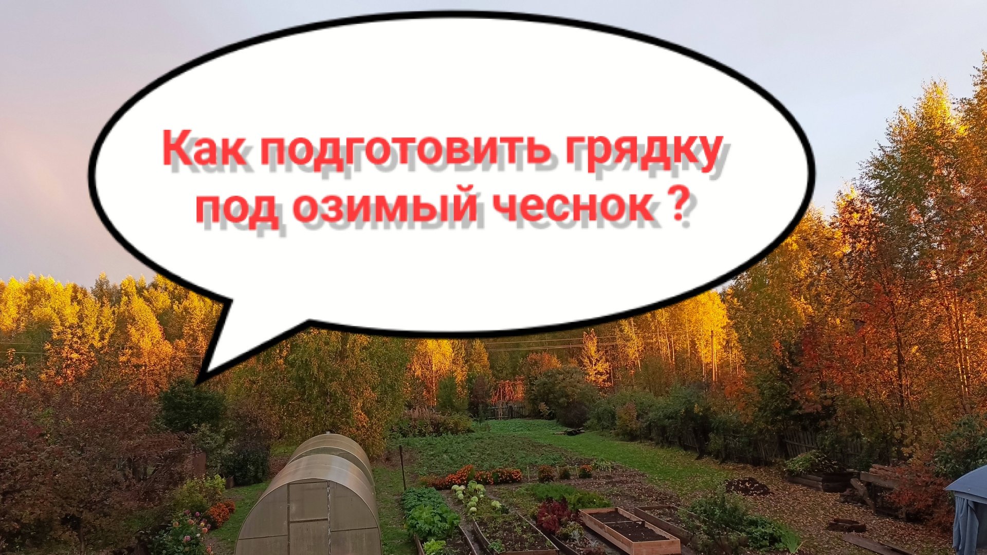 Как подготовить грядку под озимый чеснок?