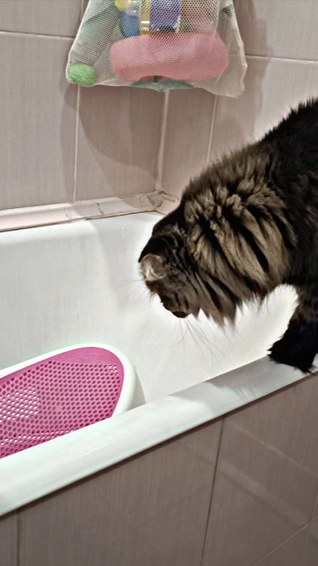 Что ж ты, котик, сдал назад #cat #кот #shorts #животные