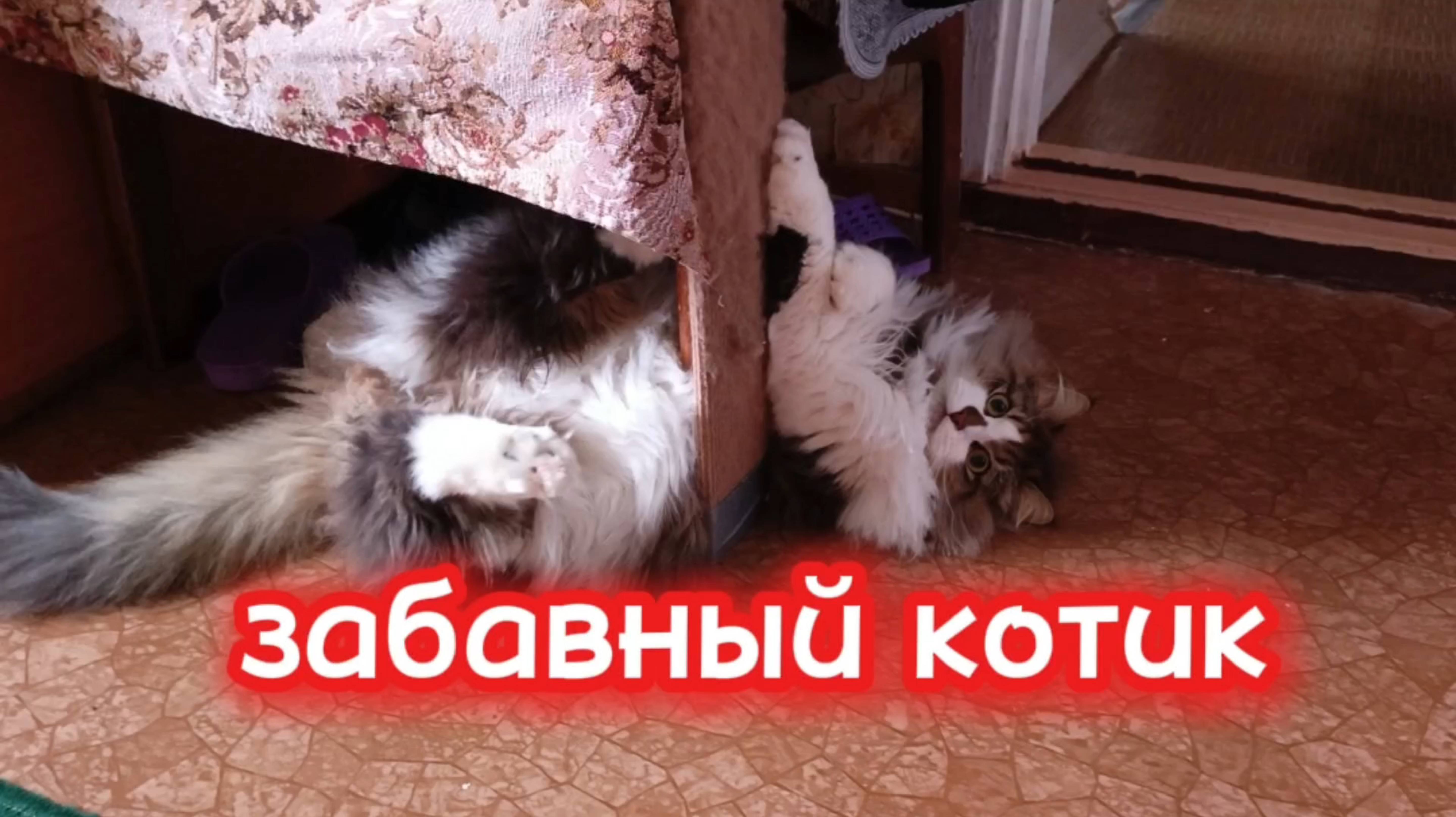 Забавный котик.