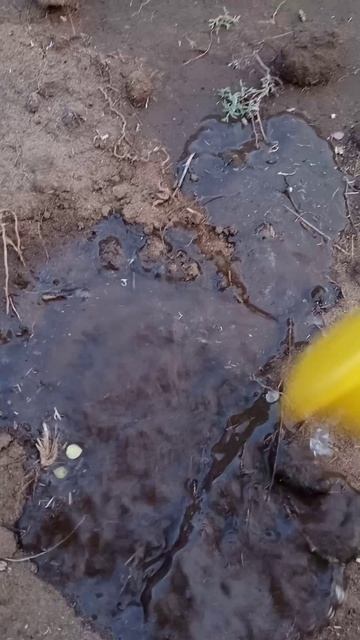 как вырастить арбуз