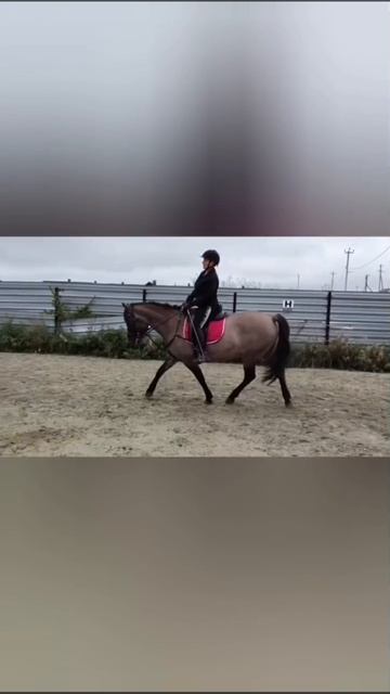 Вятская кобыла Золушка и ее заботливый арендатор, Оксана!