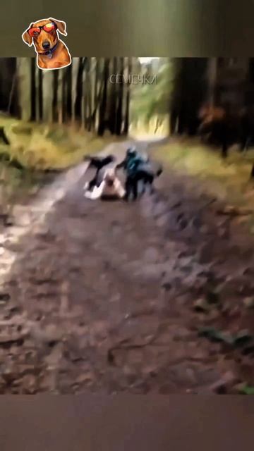 Осторожно, незлая собачка