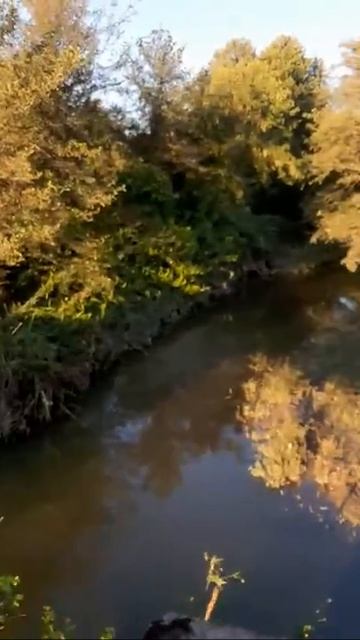 Пение лягушек 🐸🐸🐸