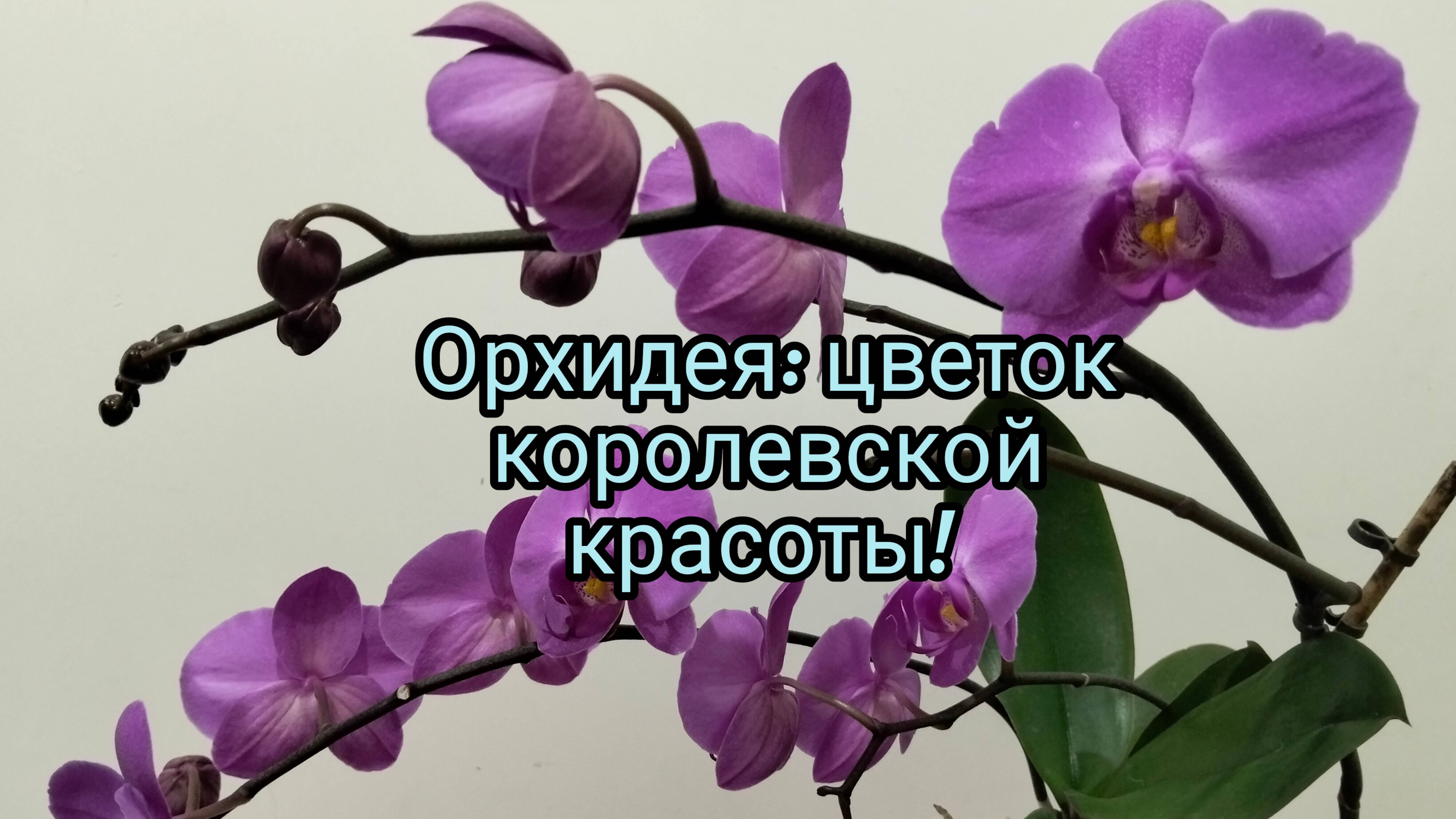 Орхидея: цветок королевской красоты.