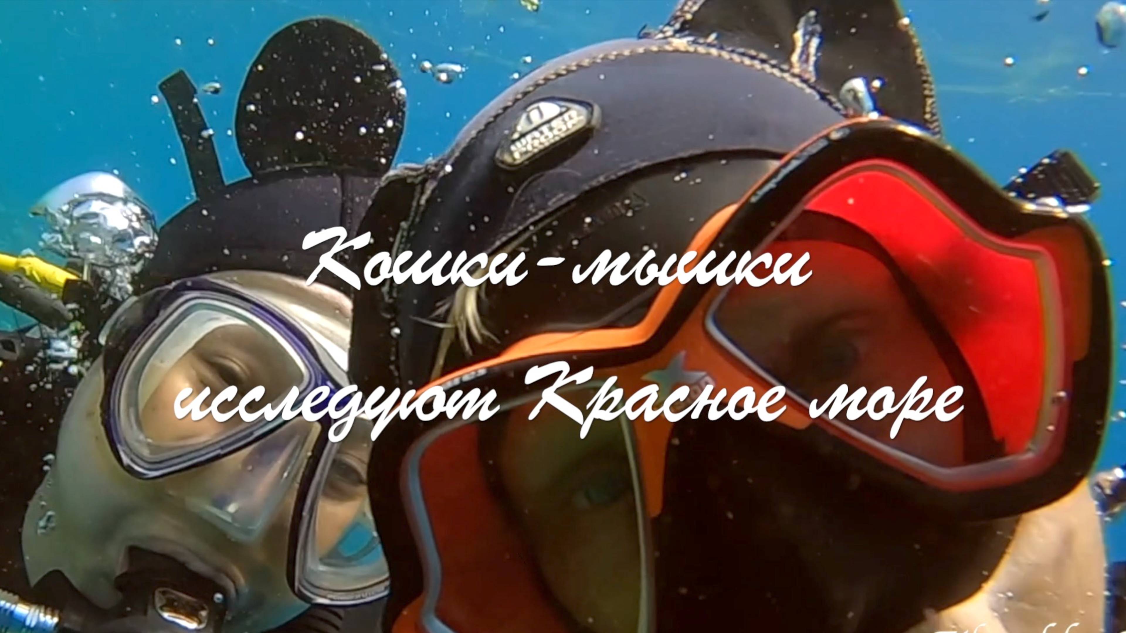 Кошки-мышки исследуют Красное море