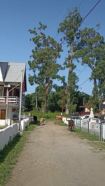 Отдых в Уреки (Грузия) 12.07.2025