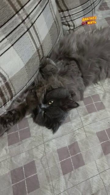 Сима спит, а заготовки прибавляются