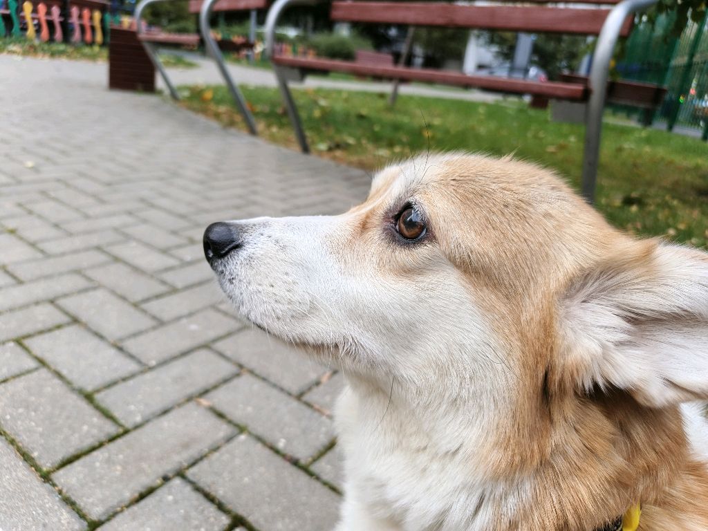 просто Кисена трансляция после недели отсутствия