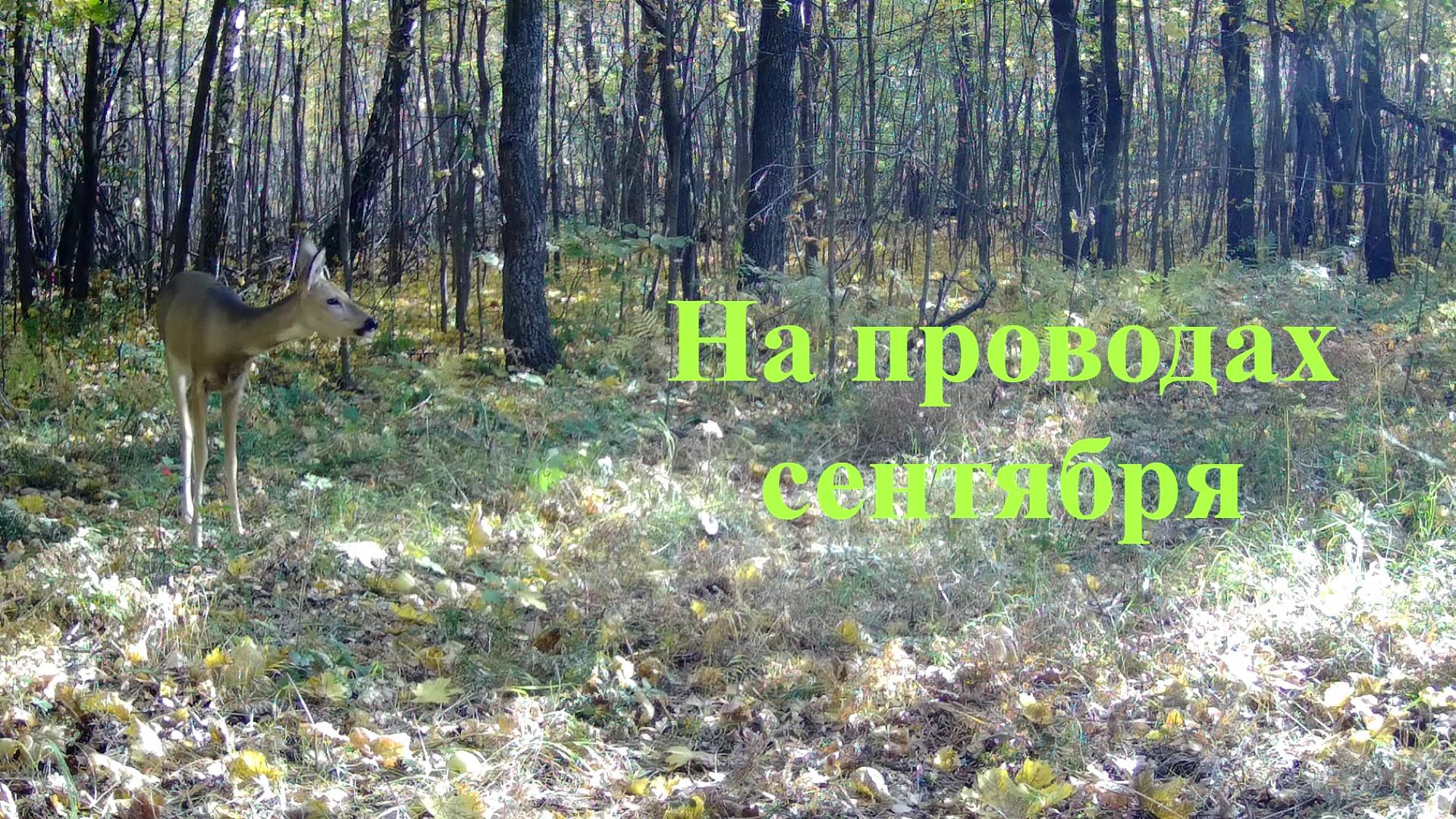 На проводах сентября