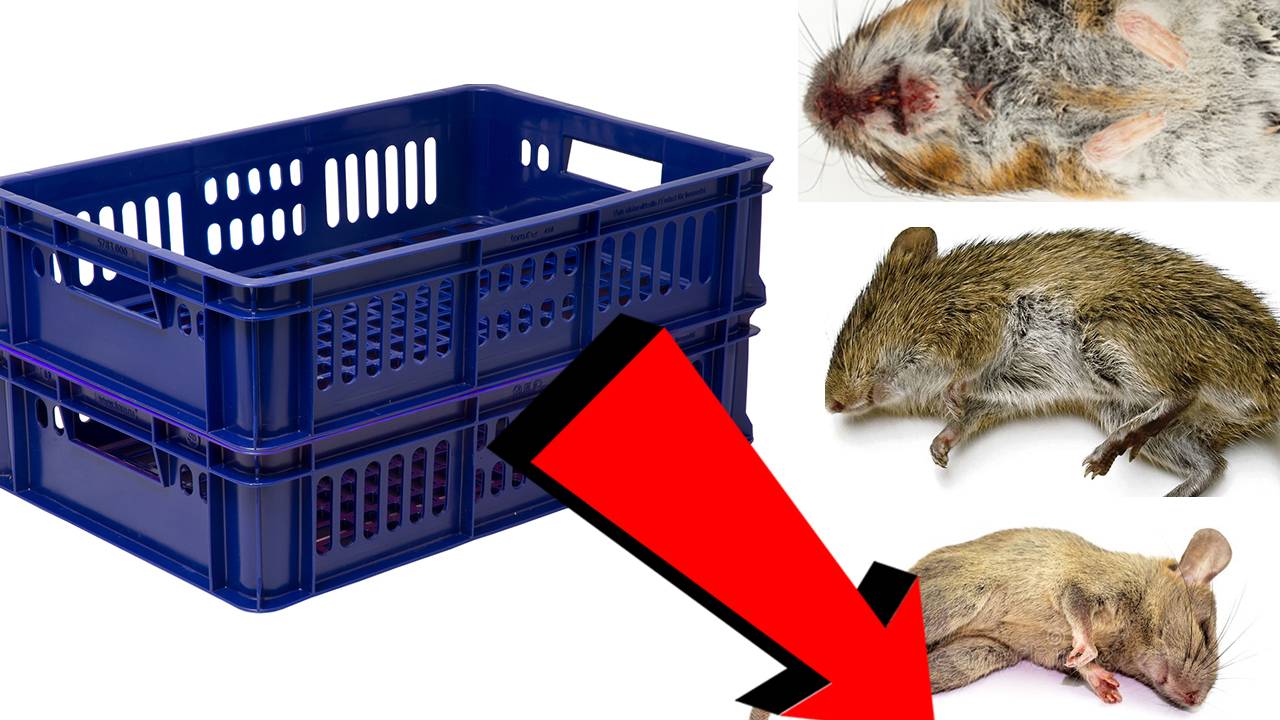 Ловушка для мышей За 3 Секунды!!!!!