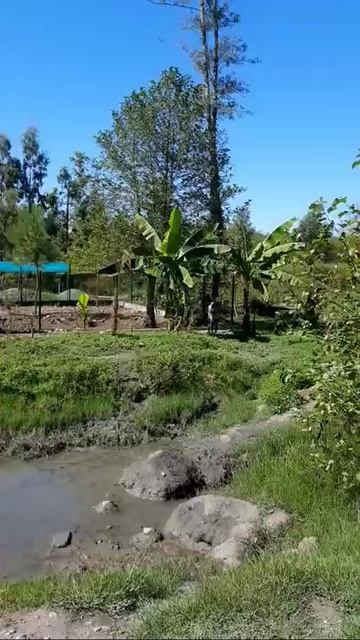 Чунга-Чанга 🌞