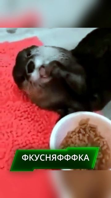 Забавные питомцы