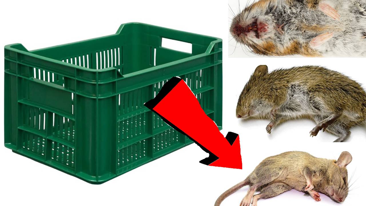Как избавиться от мышей За 3 Секунды..!!..!!!!!..!!.
