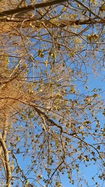 Шорох листьев 🌿🌿🌿