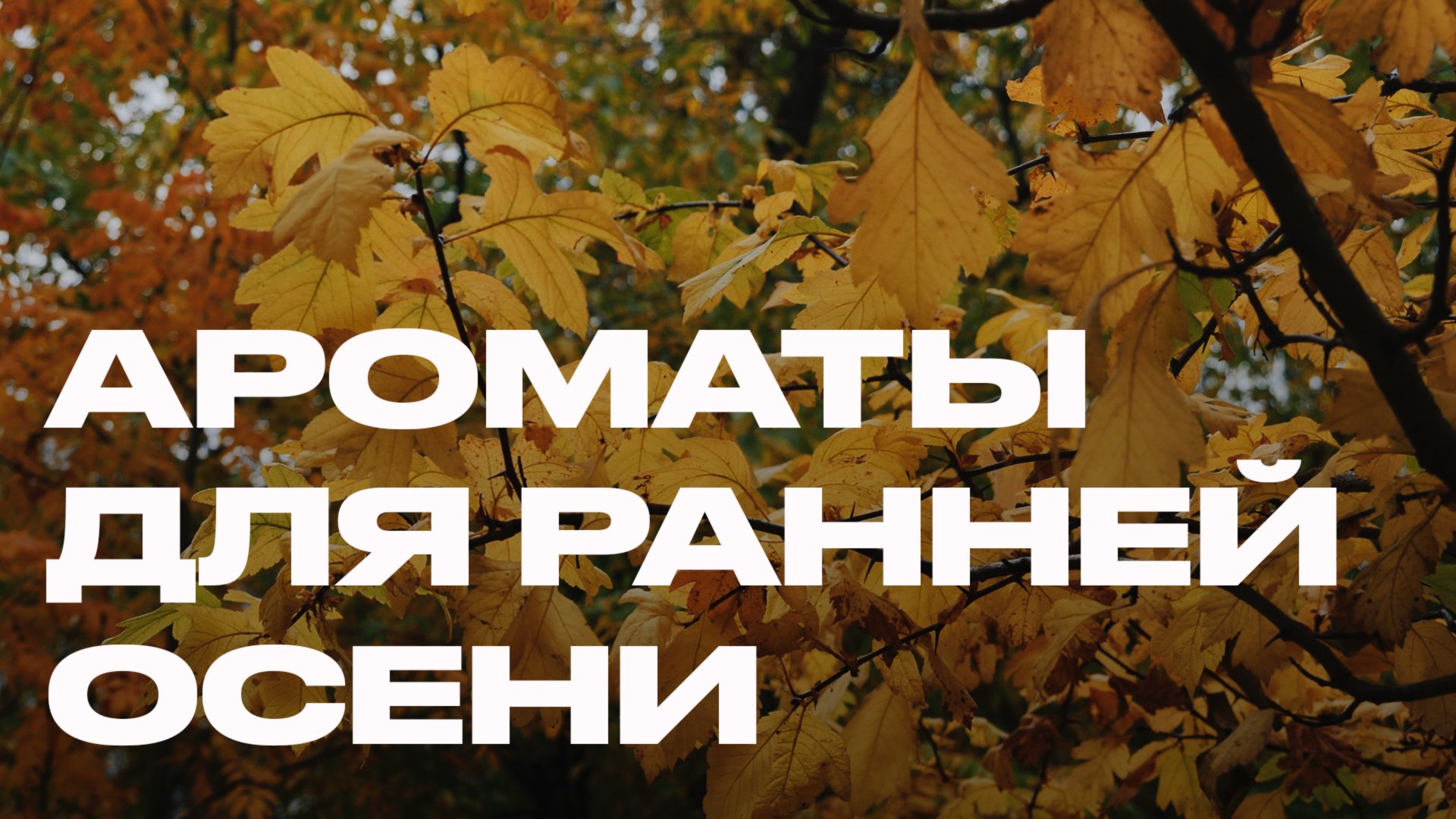 Ароматы для ранней осени | Тёплые люксовые парфюмы, которые стоит носить в сентябре и октябре