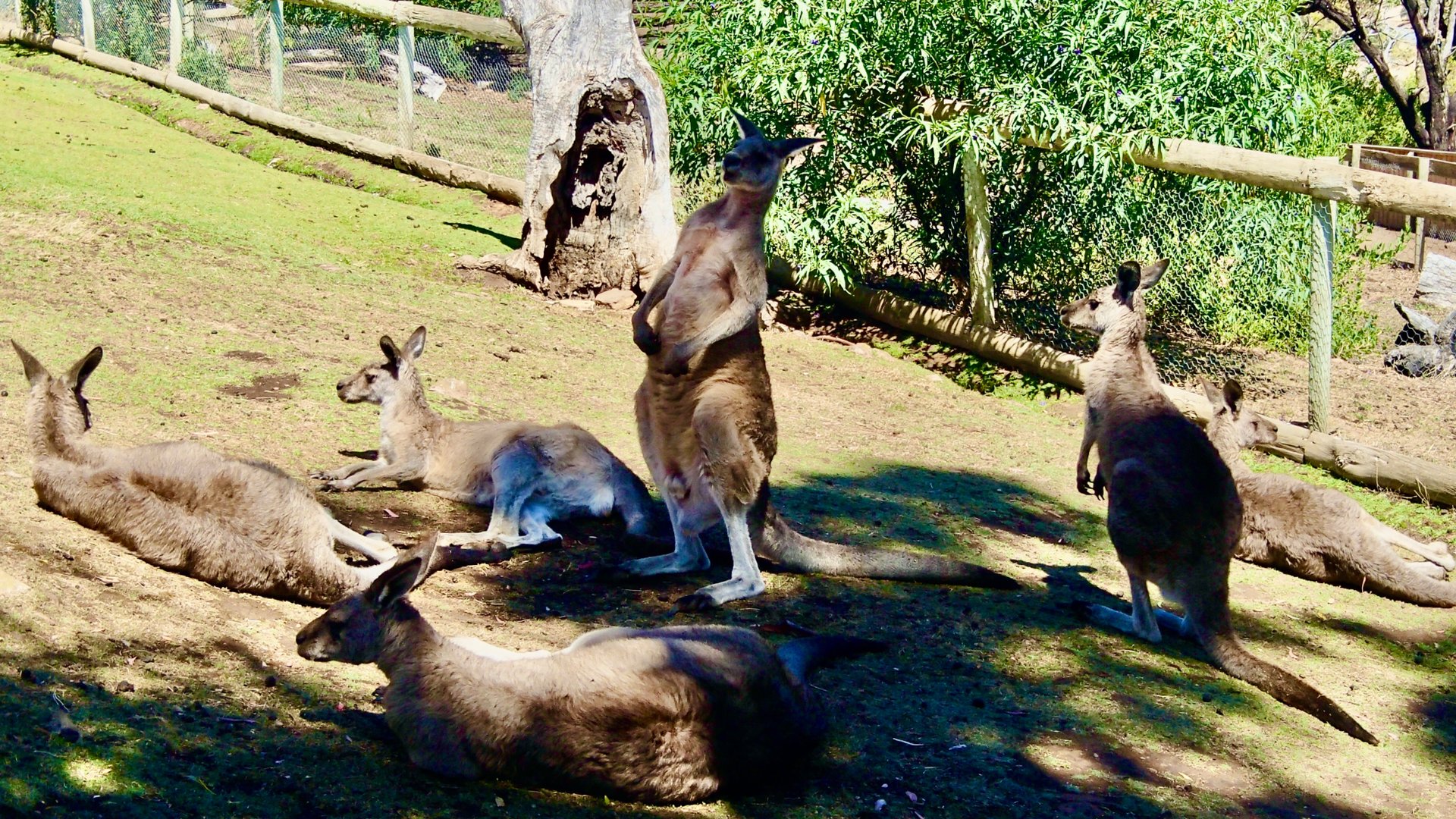 198. Остров Тасмания, Австралия