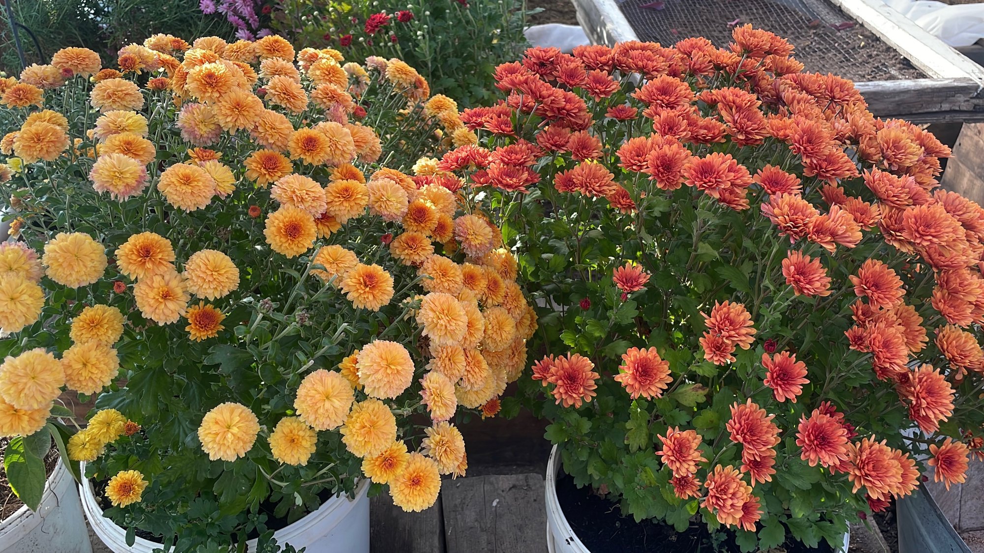 Убираю многолетники на хранение: Георгины, Нивяник, Флоксы.Занесла хризантему Мультифлора в теплицу