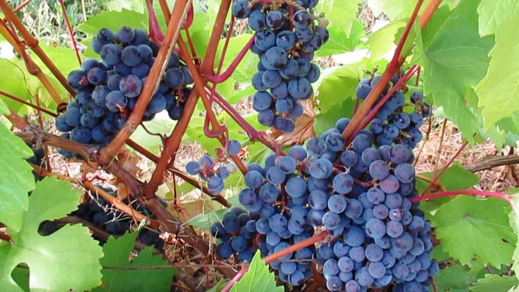 Чем подкормить виноград в конце августа начале сентября