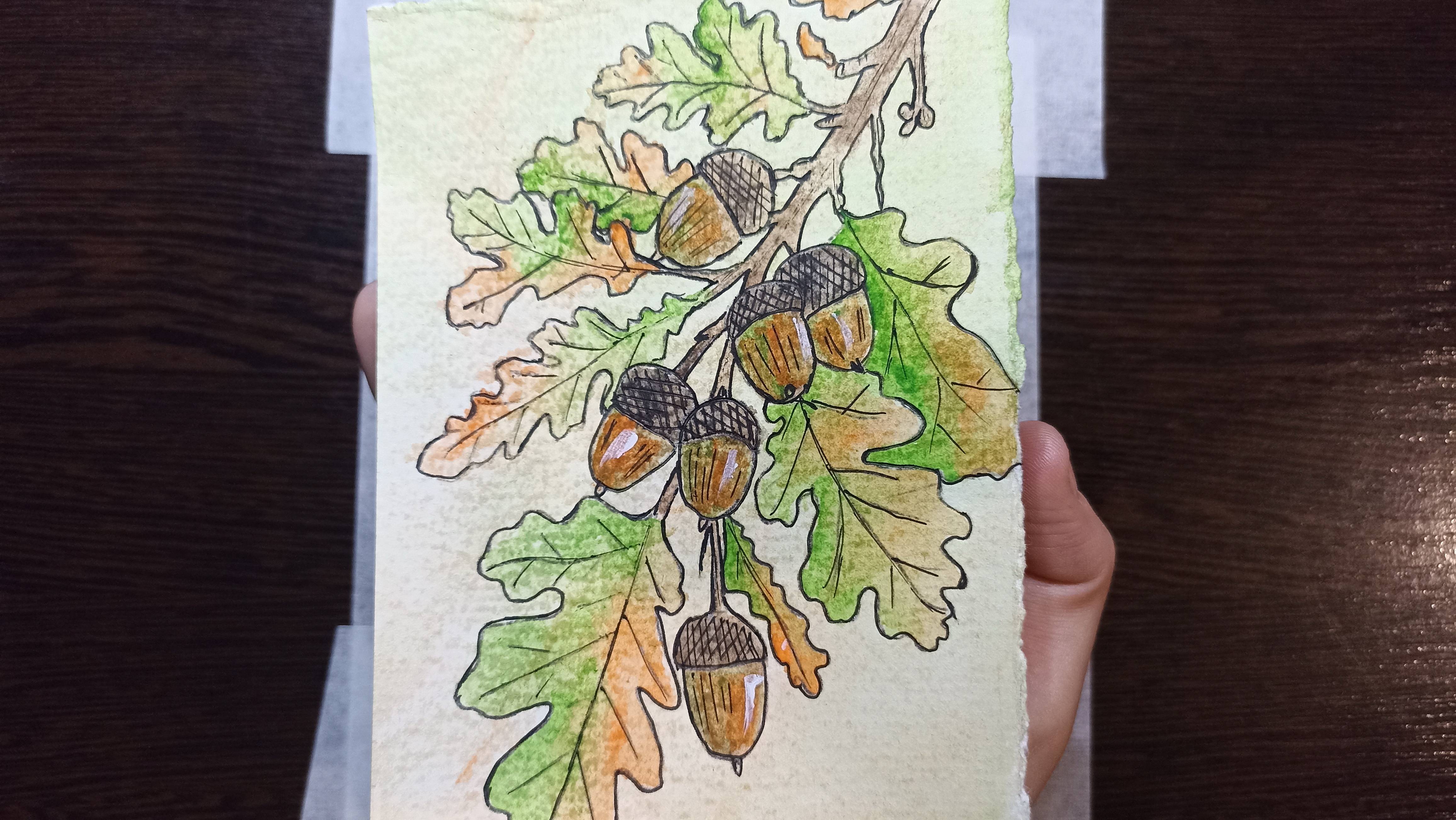 Рисунок акварелью / Жёлуди на веточке