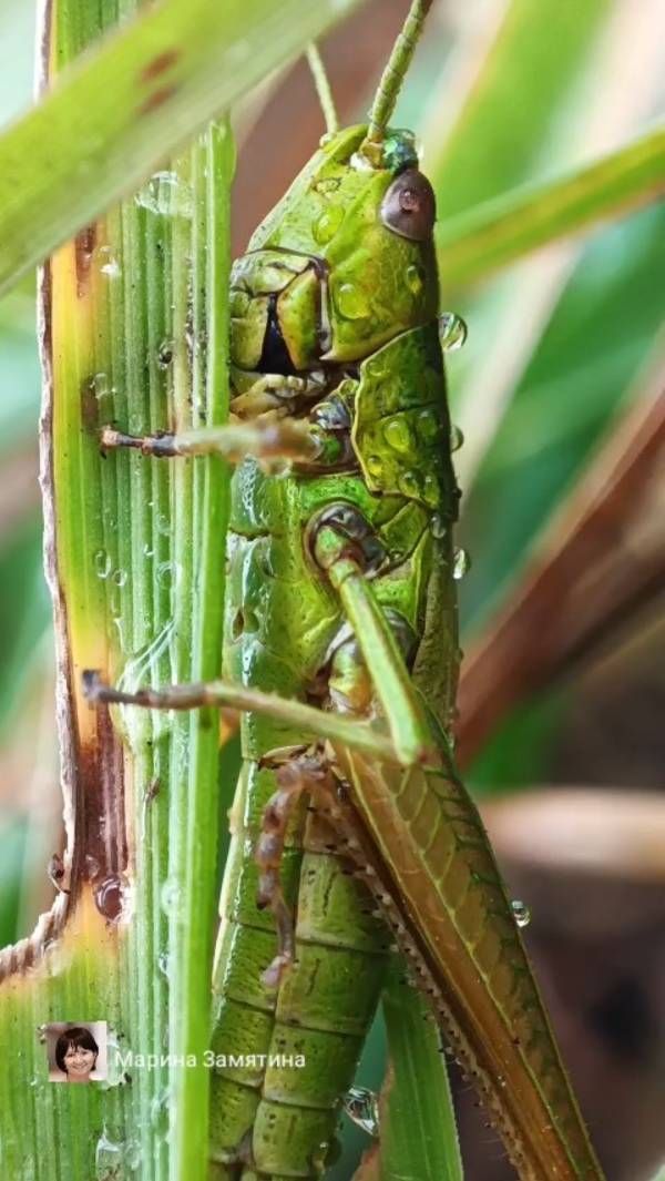 Кузнечик под дождем.