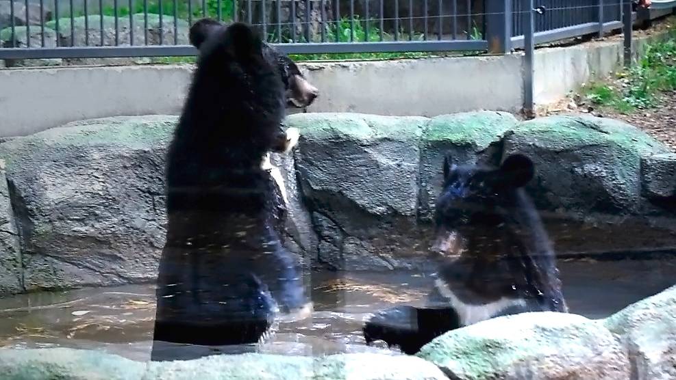 Медвежата Фима и Дуся доели овощи, немного поборолись и пошли купаться.