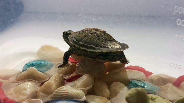 Красноухая черепашка 2