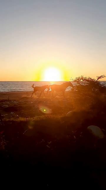 А кони все скачут и скачут... 🐎🐎🐎