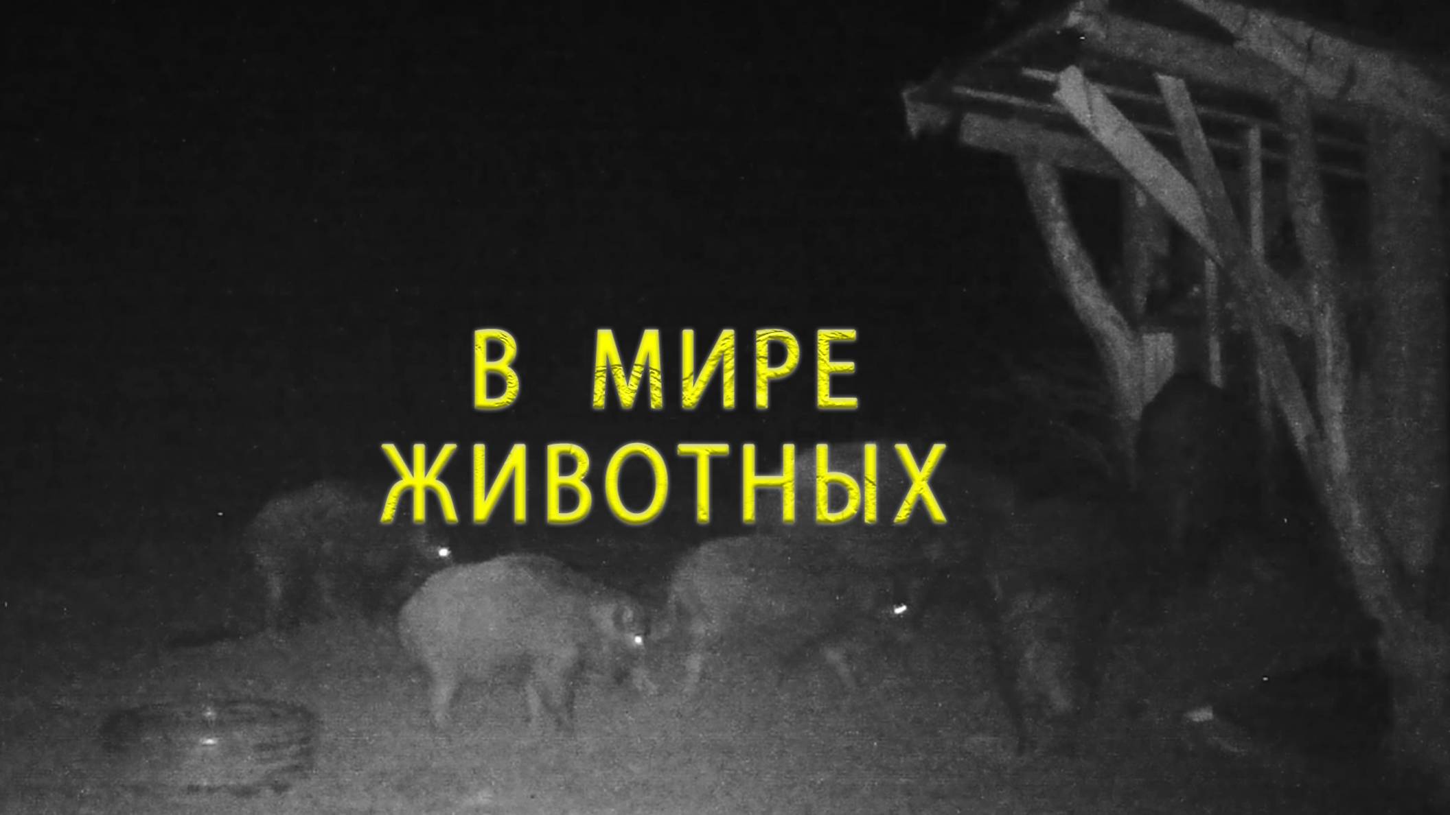 Темные прогулки лесных жителей: Кабаны в дикой природе