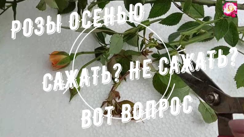 ПЕРЕСАДКА РОЗ В ОКТЯБРЕ. НЕ ПОЗДНО?