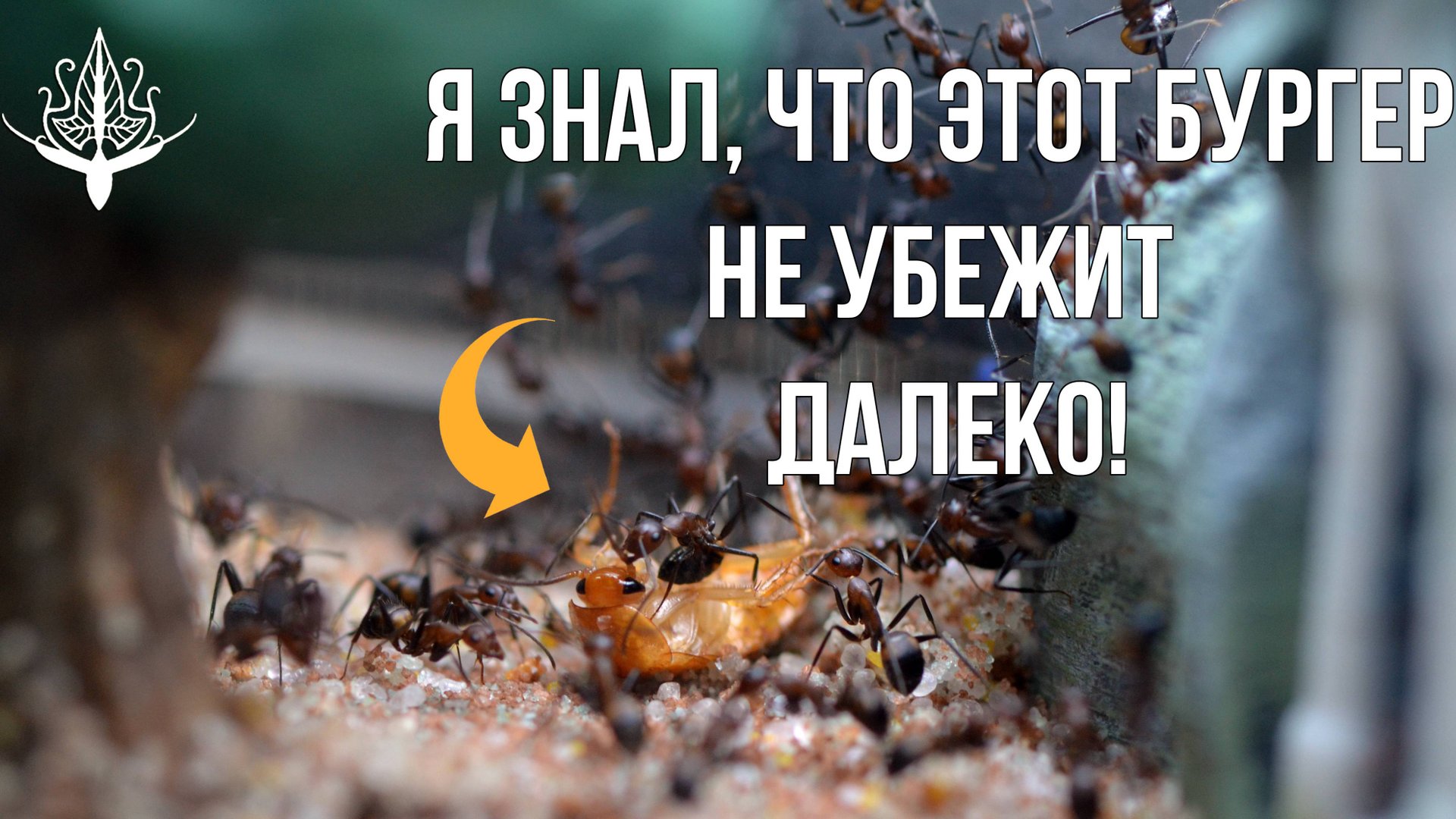 Фэнтези-арена муравьев Camponotus nicoborensis против таракана – битва не на жизнь, а на смерть!