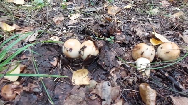 Грибы валуи!