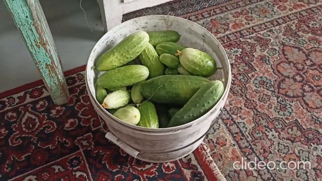 +6 на улице Ещё  один сорт Малина Норвежская, Сжигаем Ветки в Бочке, а в небе Летят Перелётные Птицы