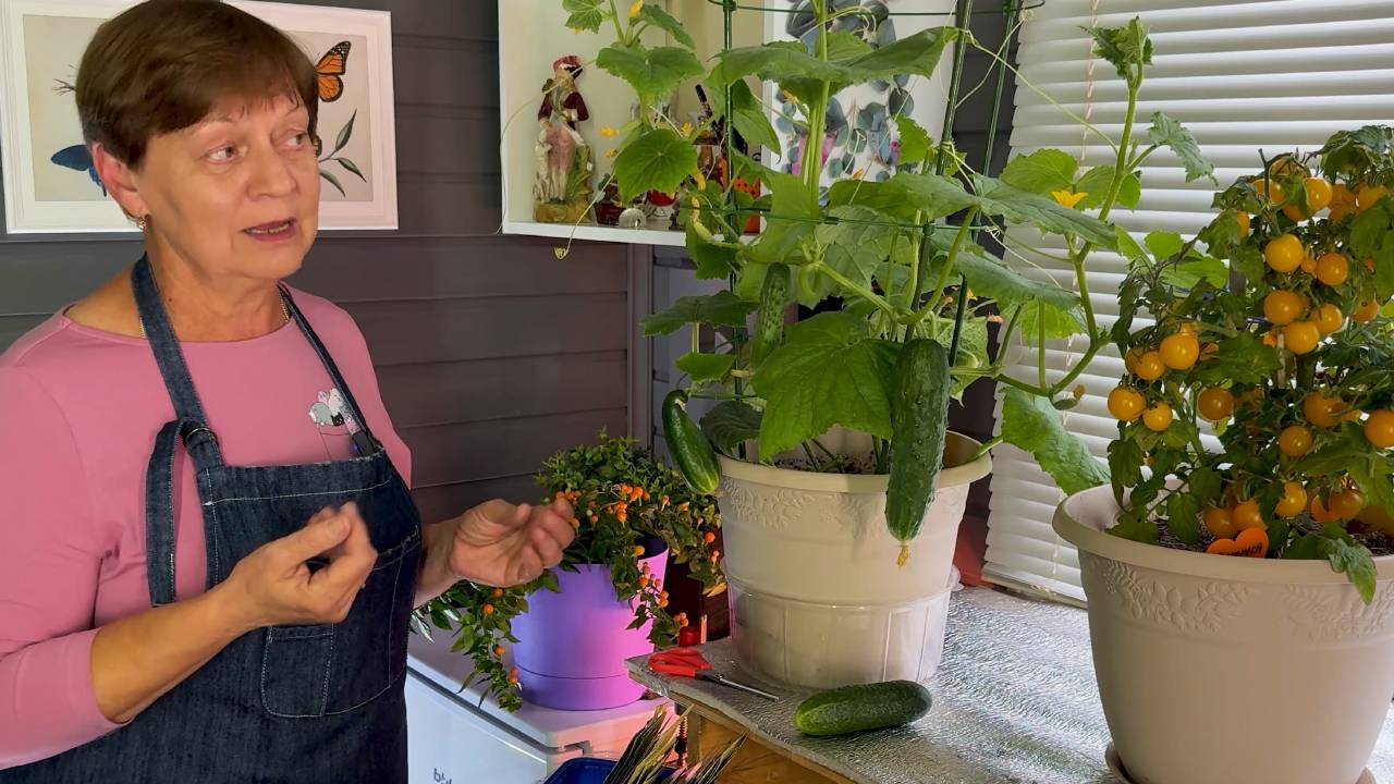 Любителям домашнего огорода. Пасынки в горшке.